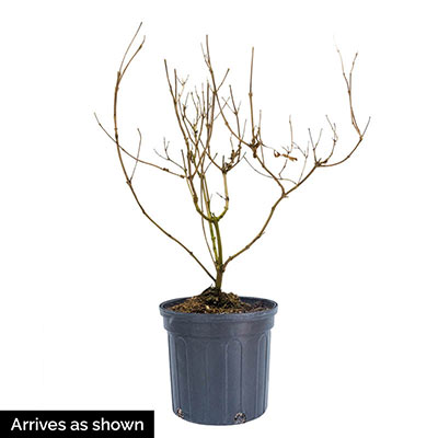 Delta Blues Chaste Tree | Spring Hill Nurseries