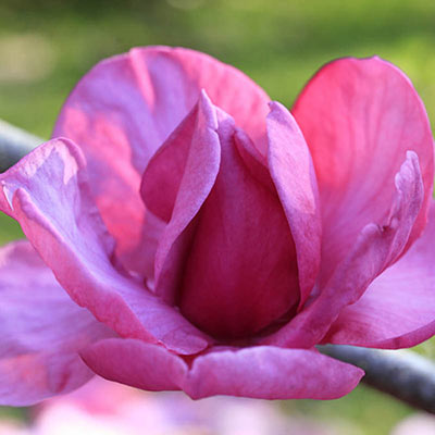 Felix Magnolia Tree - Shop Ornamental Trees | Spring Hill