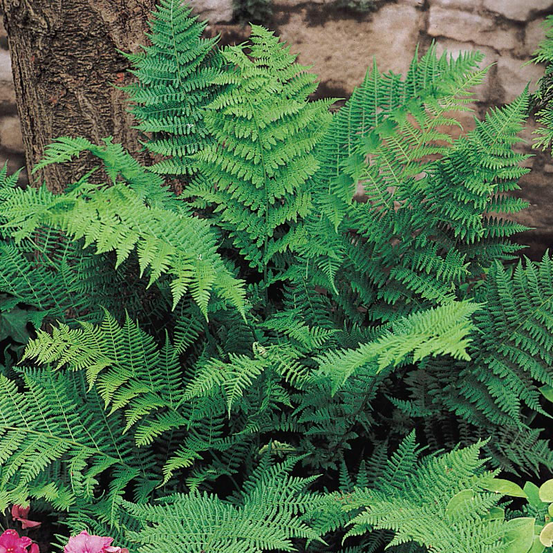 Lady Fern | Spring Hill Nurseries