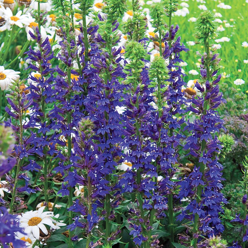 Springhill Flowers Catalog | Best Flower Site