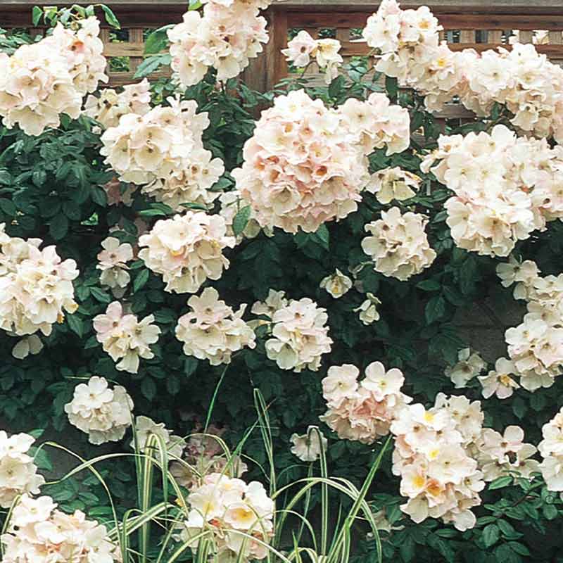 White Jumbo Rose Sampler | Shop Jumbo Roses | Spring Hill