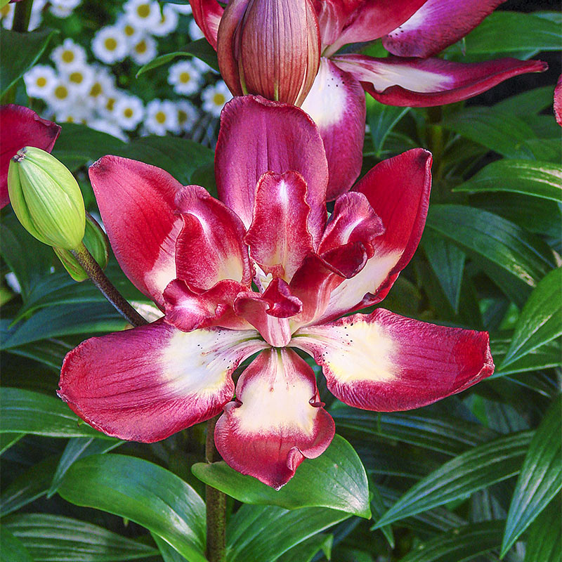 Double Sensation Lily | Spring Hill Nurseries