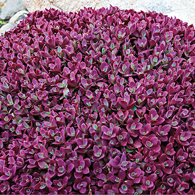 Spring Hill Nurseries | Find your Inspiration- Online Nursery