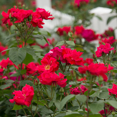 Spring Hill Nurseries | Find your Inspiration- Online Nursery