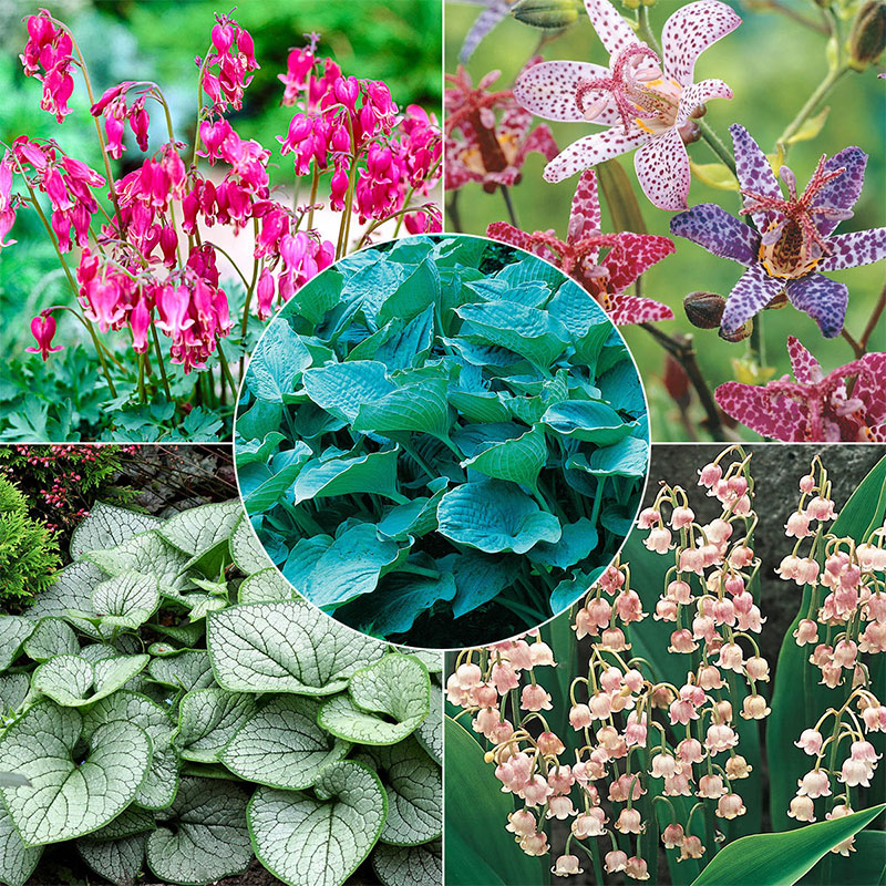 Spring Hill Nurseries | Find your Inspiration- Online Nursery