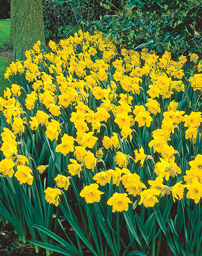 Spring Hill Nurseries | Find your Inspiration- Online Nursery