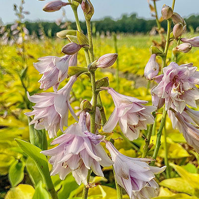 Spring Hill Nurseries | Find your Inspiration- Online Nursery