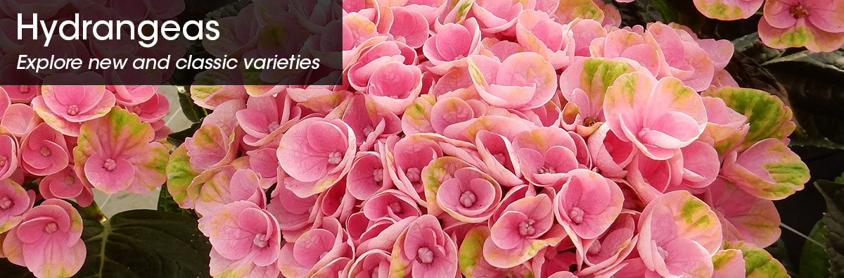 Spring Hill Nurseries | Find your Inspiration- Online Nursery