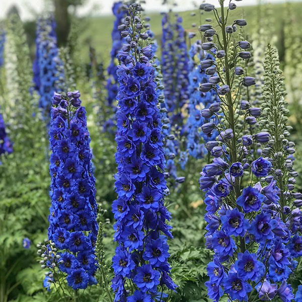 Spring Hill Nurseries | Find your Inspiration- Online Nursery