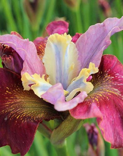 Spring Hill Nurseries | Find your Inspiration- Online Nursery