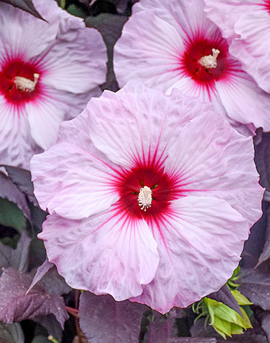 Spring Hill Nurseries | Find your Inspiration- Online Nursery