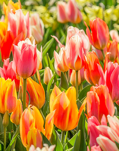 Spring Hill Nurseries | Find your Inspiration- Online Nursery