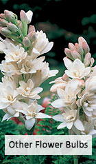 Spring Hill Nurseries | Find your Inspiration- Online Nursery