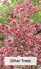 Spring Hill Nurseries | Find your Inspiration- Online Nursery