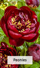 Spring Hill Nurseries | Find your Inspiration- Online Nursery