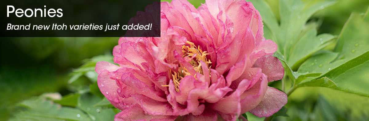 Spring Hill Nurseries | Find your Inspiration- Online Nursery