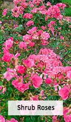 Spring Hill Nurseries | Find your Inspiration- Online Nursery