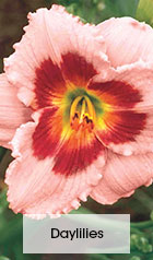 Spring Hill Nurseries | Find your Inspiration- Online Nursery