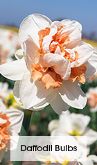 Spring Hill Nurseries | Find your Inspiration- Online Nursery