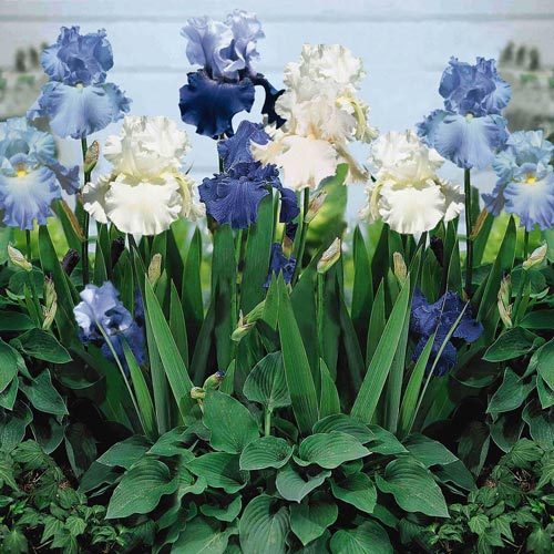 Blue German Iris Mix K Van Bourgondien