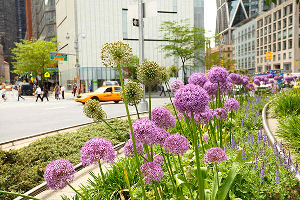 Wholesale Flower Bulbs and Perennials | K. van Bourgondien