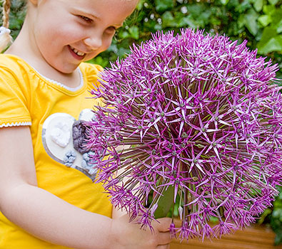 Bulk and Wholesale Flower Bulbs | K. van Bourgondien