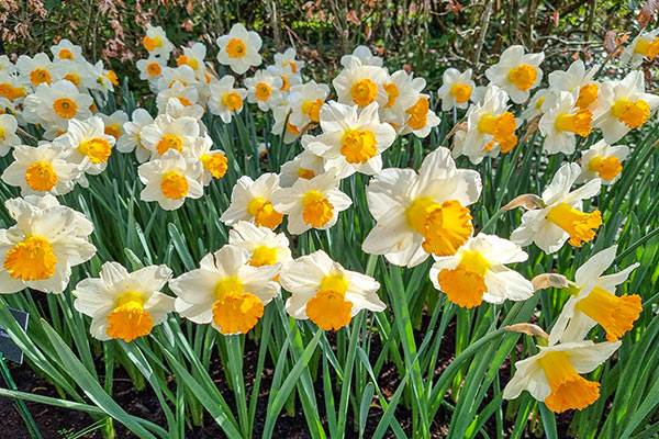 Bulk and Wholesale Flower Bulbs | K. van Bourgondien