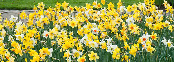 Wholesale Flower Bulbs and Perennials | K. van Bourgondien