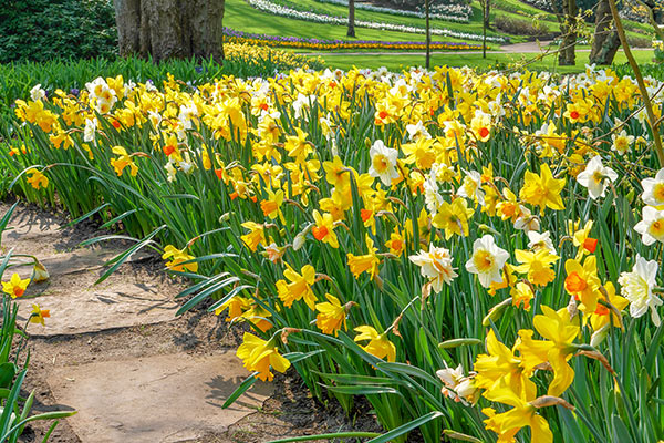 Bulk and Wholesale Flower Bulbs | K. van Bourgondien