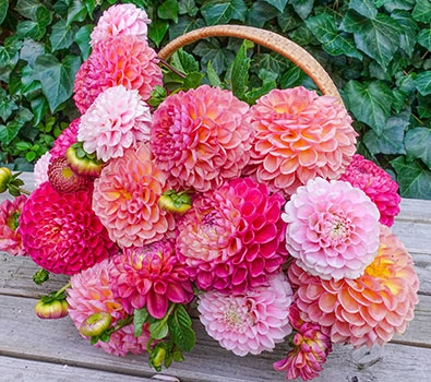 Bulk and Wholesale Flower Bulbs | K. van Bourgondien