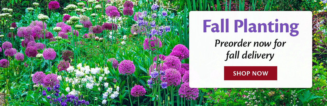 Bulk and Wholesale Flower Bulbs | K. van Bourgondien