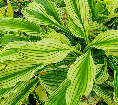 Bulk and Wholesale Flower Bulbs | K. van Bourgondien