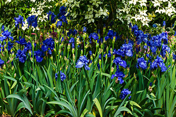 Bulk and Wholesale Flower Bulbs | K. van Bourgondien