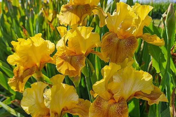 Bulk and Wholesale Flower Bulbs | K. van Bourgondien