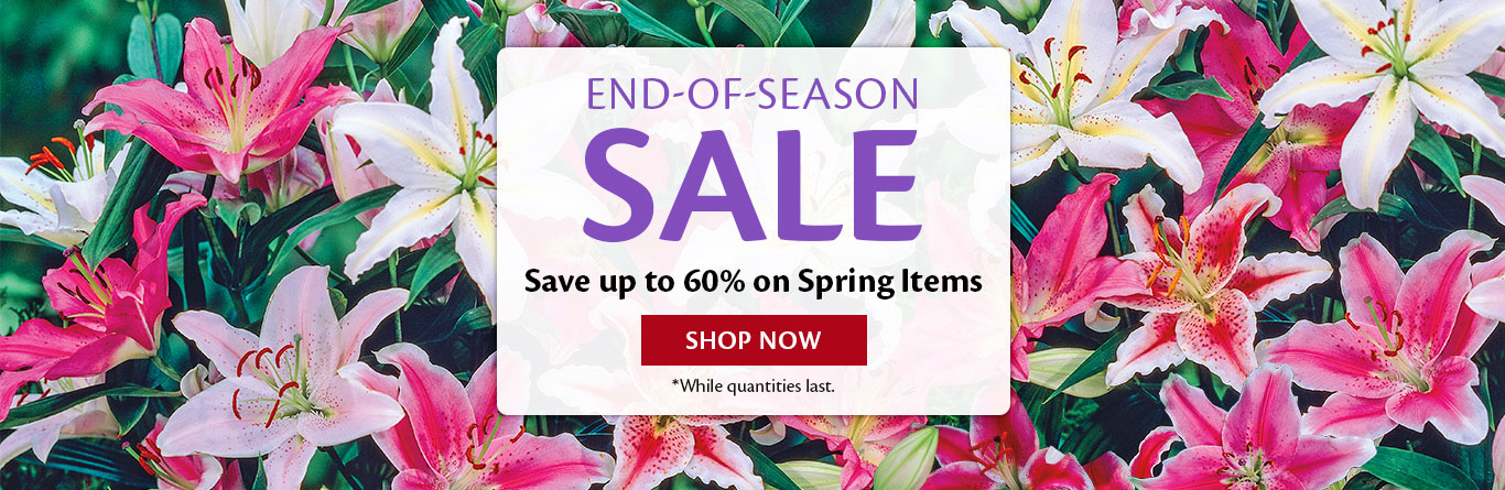 Wholesale Flower Bulbs and Perennials | K. van Bourgondien