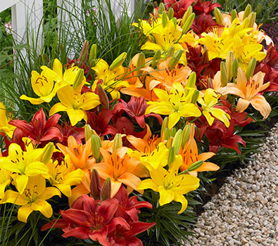 Wholesale Flower Bulbs and Perennials | K. van Bourgondien