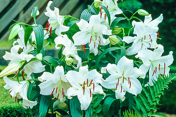 Bulk and Wholesale Flower Bulbs | K. van Bourgondien