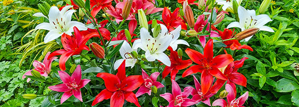 Bulk and Wholesale Flower Bulbs | K. van Bourgondien