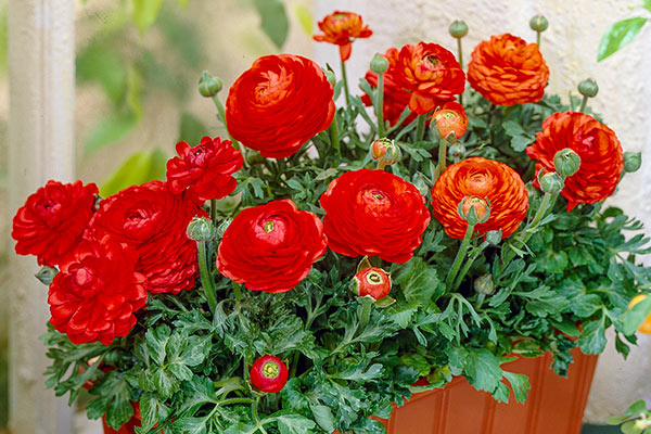 Bulk and Wholesale Flower Bulbs | K. van Bourgondien