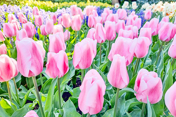 Bulk and Wholesale Flower Bulbs | K. van Bourgondien