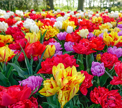 Bulk and Wholesale Flower Bulbs | K. van Bourgondien