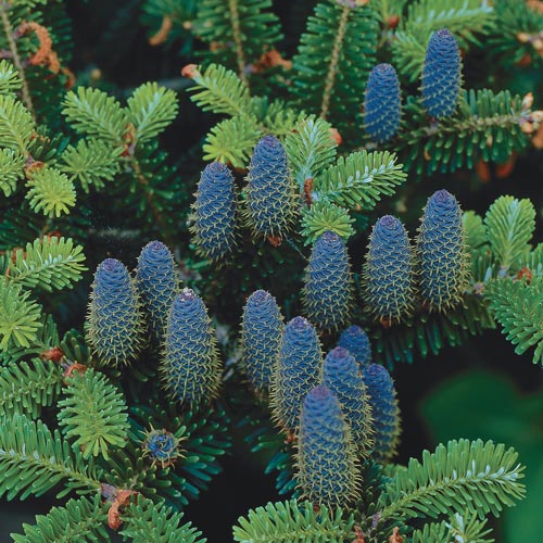 Korean Spruce