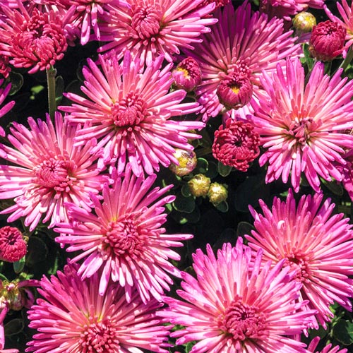 Fireworks Igloo Mum | Michigan Bulb Company