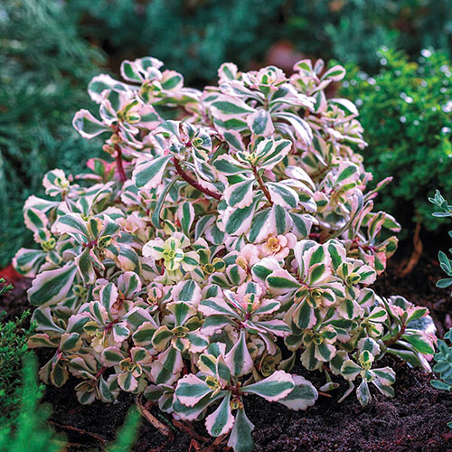 Blue Sedum Ground Cover